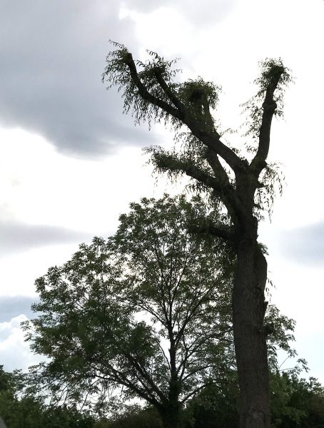 Ganz schön verhauen - "Verreimt - Die Gedichte von Anne Reimerdes"